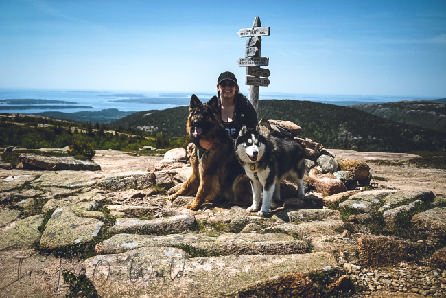 5 Can’t Miss Dog Friendly Hikes at Acadia National Park