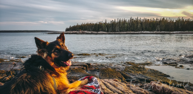 5 Can’t Miss Dog Friendly Hikes at Acadia National Park